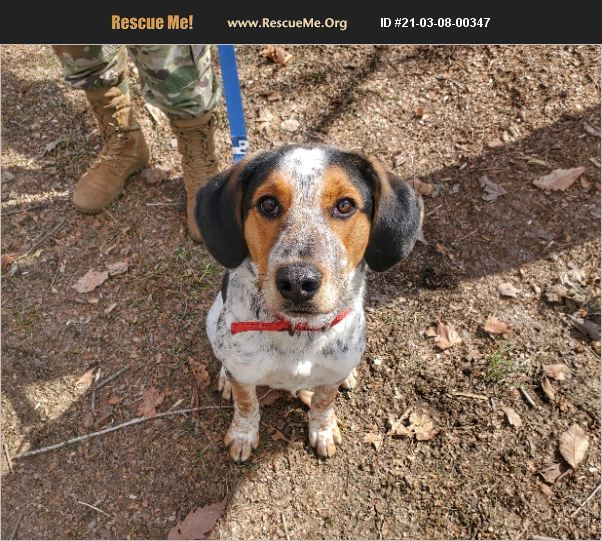 ADOPT 21030800347 ~ Beagle Rescue ~ PARKESBURG, PA