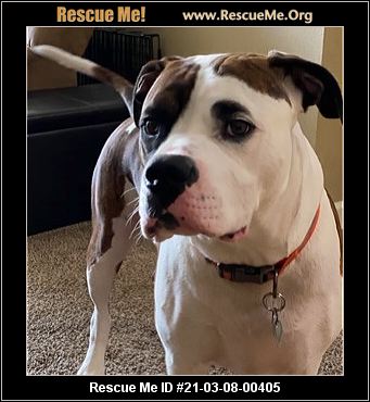 - Arkansas Dog Rescue - ADOPTIONS - Rescue Me!