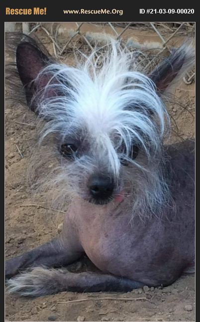 ADOPT 21030900020 ~ Chinese Crested Rescue ~ Los Angeles, CA