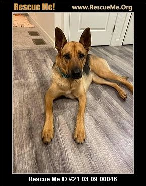 - Pennsylvania German Shepherd Rescue - ADOPTIONS - Rescue Me!