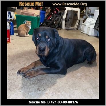 - Virginia Rottweiler Rescue - ADOPTIONS - Rescue Me!
