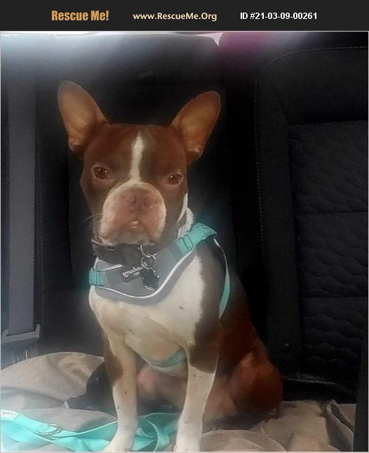 ADOPT 21030900261 ~ Boston Terrier Rescue ~ evans, GA