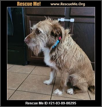 - Texas Schnauzer Rescue - ADOPTIONS - Rescue Me!