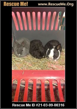 - California Rabbit Rescue - ADOPTIONS - Rescue Me!