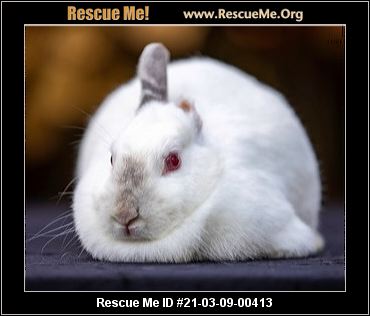 - Florida Rabbit Rescue - ADOPTIONS - Rescue Me!