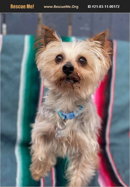 ADOPT 21031100172 ~ Yorkie Rescue ~ Phoenix, AZ
