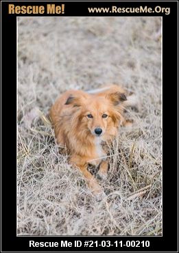 - Georgia Shetland Sheepdog Rescue - ADOPTIONS - Rescue Me!