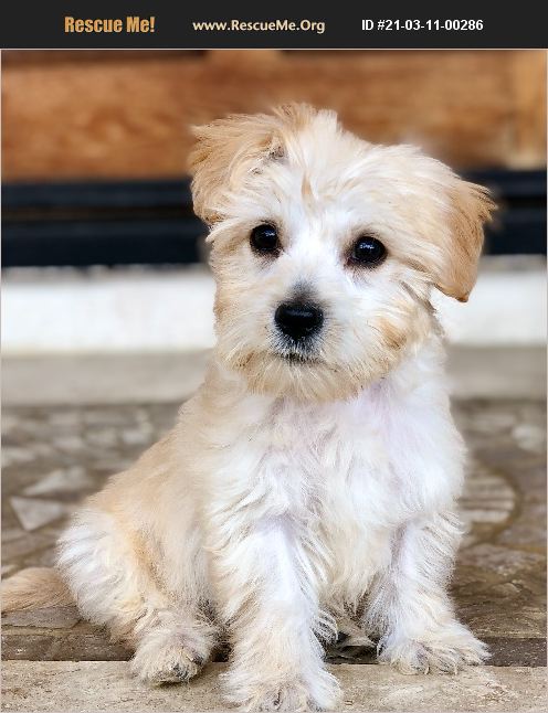 ADOPT 21031100286 ~ Maltese Rescue ~ Encino, CA