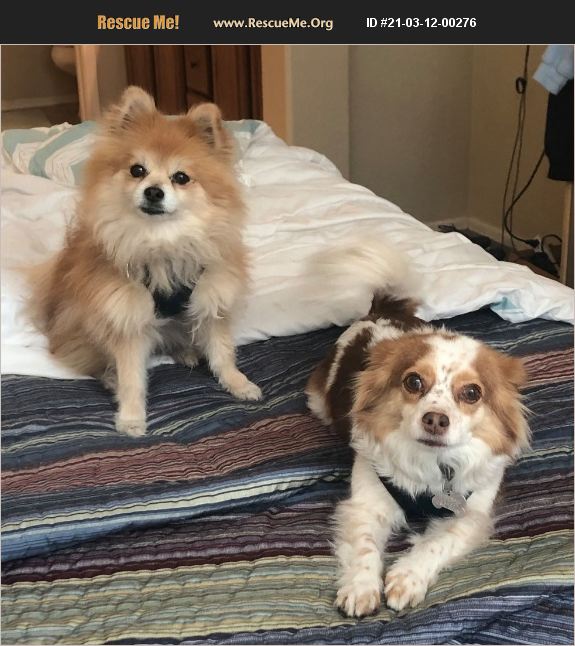 ADOPT 21031200276 ~ Pomeranian Rescue ~ Phoenix, AZ