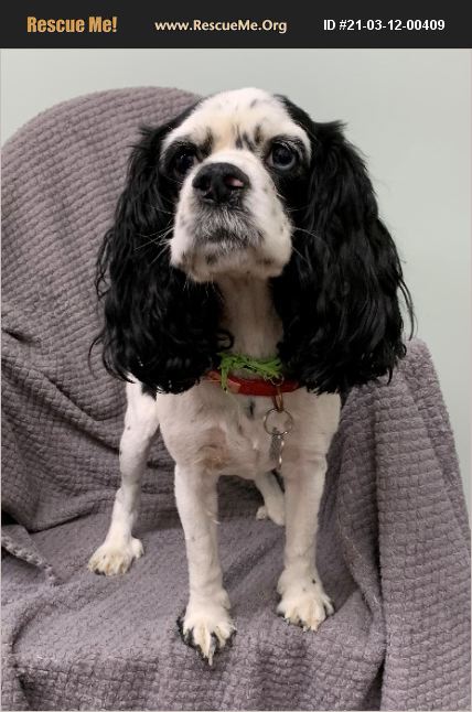 ADOPT 21031200409 ~ Cocker Spaniel Rescue ~ Meridian, MS