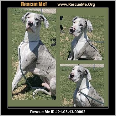 - Texas Great Dane Rescue - ADOPTIONS - Rescue Me!