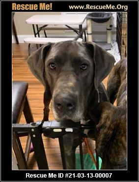 - Texas Great Dane Rescue - ADOPTIONS - Rescue Me!