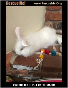 - Florida Rabbit Rescue - ADOPTIONS - Rescue Me!