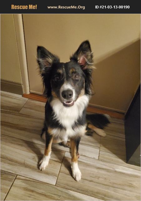 ADOPT 21031300190 ~ Border Collie Rescue ~ Lincoln, NE