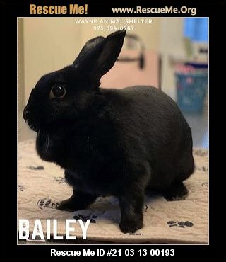 - New Jersey Rabbit Rescue - ADOPTIONS - Rescue Me!