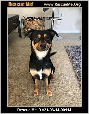 - Oregon Dog Rescue - ADOPTIONS - Rescue Me!