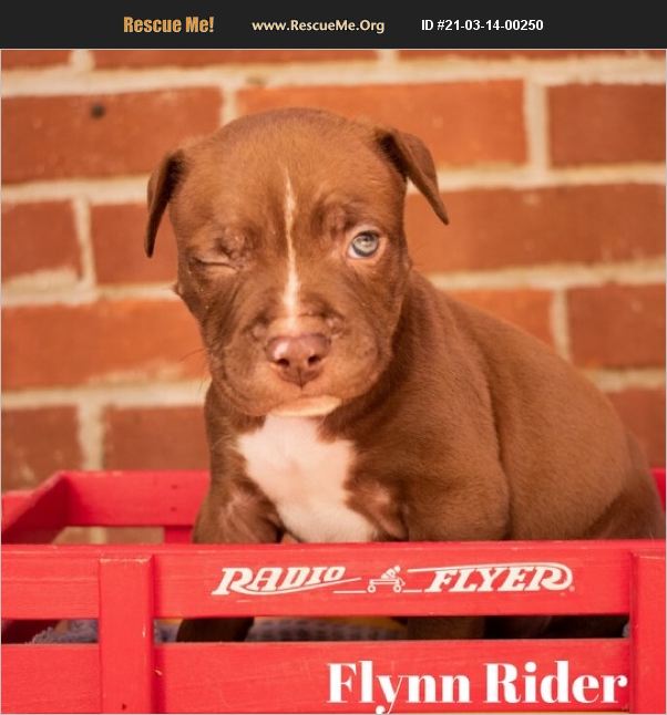 ADOPT 21031400250 ~ Pit Bull Rescue ~ Auburn, AL