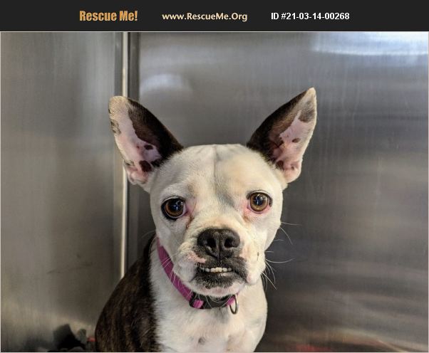 ADOPT 21031400268 ~ Boston Terrier Rescue ~ Seattle, WA