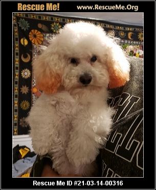 - California Poodle Rescue - ADOPTIONS - Rescue Me!