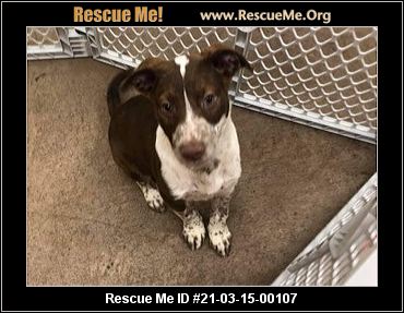 - New Jersey Dog Rescue - ADOPTIONS - Rescue Me!
