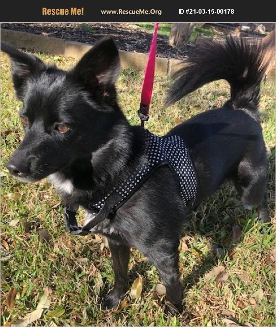 ADOPT 21031500178 ~ Schipperke Rescue ~ Dallas, TX