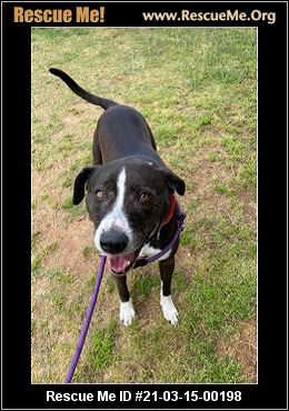 - Georgia Border Collie Rescue - ADOPTIONS - Rescue Me!