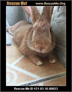 - Florida Rabbit Rescue - ADOPTIONS - Rescue Me!