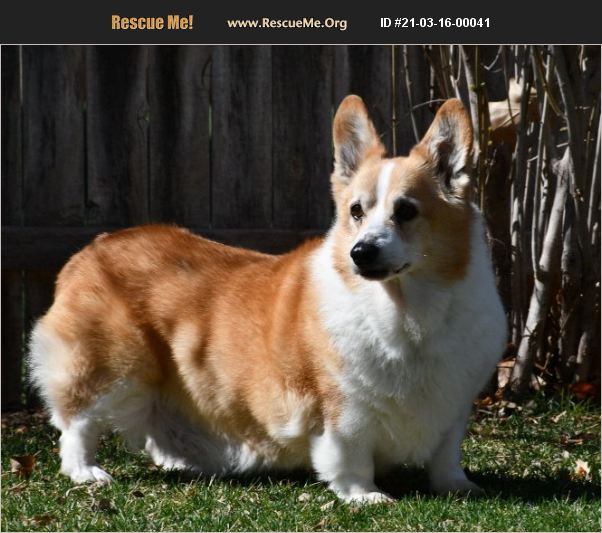 ADOPT 21031600041 ~ Corgi Rescue ~ AMARILLO, TX