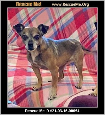 - RUFF Rescue Tucson, Inc. - Tucson, AZ - AVAILABLE PETS