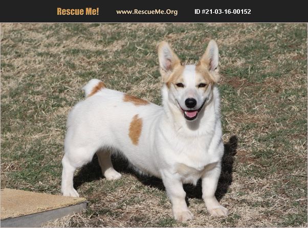ADOPT 21031600152 ~ Corgi Rescue ~ AMARILLO, TX