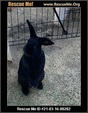 - Texas Rabbit Rescue - ADOPTIONS - Rescue Me!