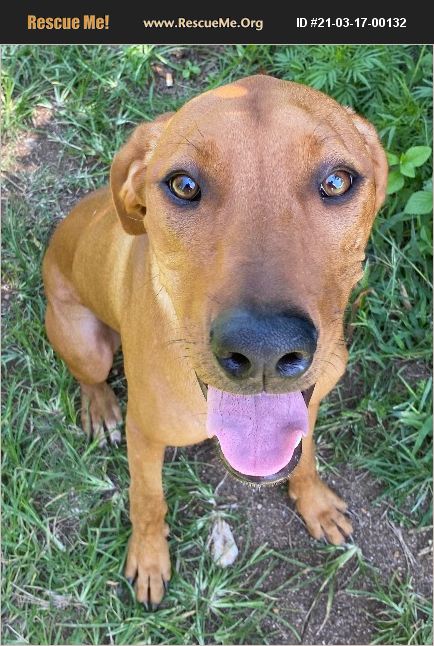 ADOPT 21031700132 ~ Rhodesian Ridgeback Rescue ~ Johannesburg, Gauteng ...