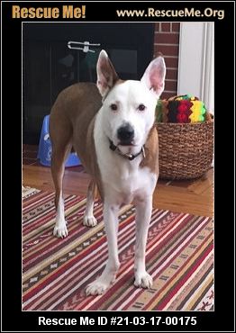 - Ohio Siberian Husky Rescue - ADOPTIONS - Rescue Me!