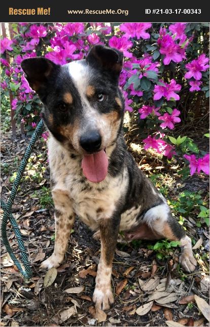ADOPT 21031700343 ~ Australian Cattle Dog Rescue ~ Alachua County, FL