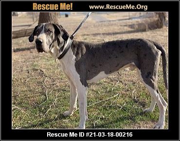 - Texas Great Dane Rescue - ADOPTIONS - Rescue Me!