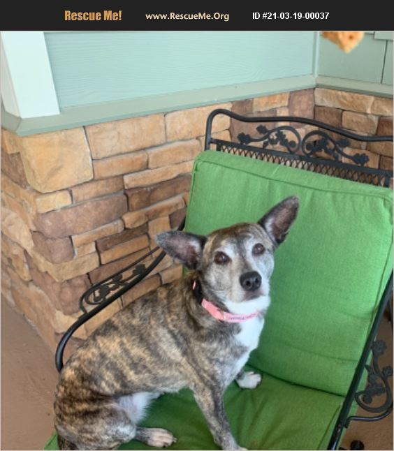 ADOPT 21031900037 ~ Corgi Rescue ~ Jackson, GA