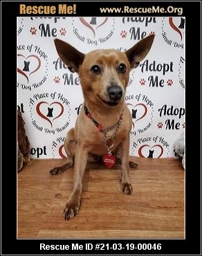 - Florida Miniature Pinscher Rescue - ADOPTIONS - Rescue Me!