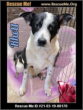 - Oregon Dog Rescue - ADOPTIONS - Rescue Me!