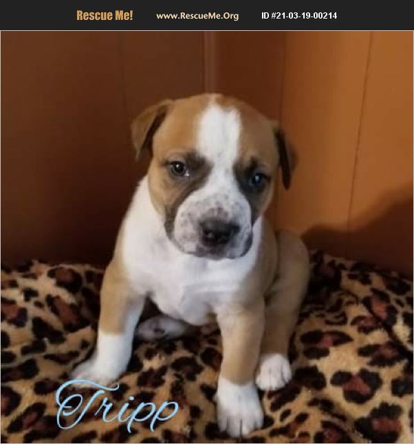 ADOPT 21031900214 ~ Boxer Rescue ~ Hartford, CT