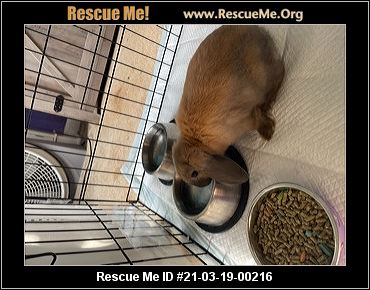 - Georgia Rabbit Rescue - ADOPTIONS - Rescue Me!