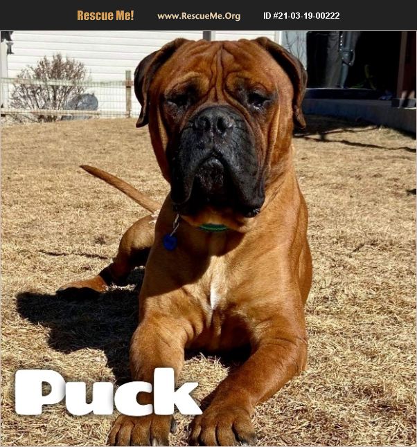 ADOPT 21031900222 ~ Bullmastiff Rescue ~ Colorado