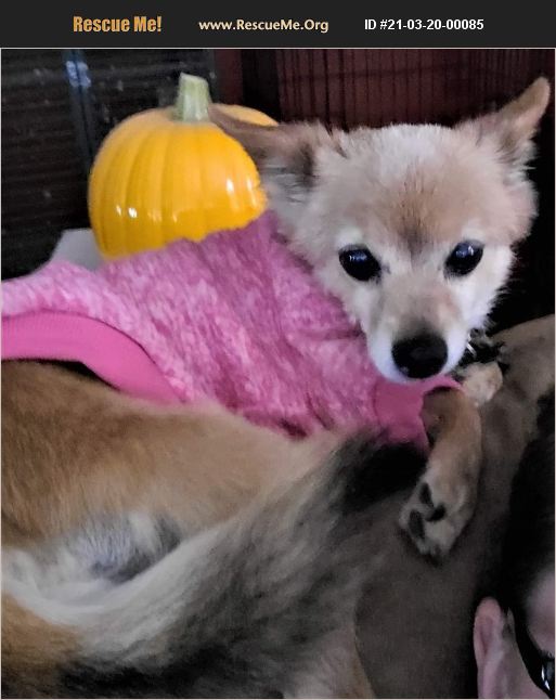 ADOPT 21032000085 ~ Pomeranian Rescue ~ Marana, AZ