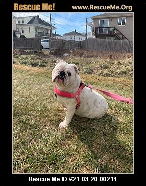 - Rhode Island Dog Rescue - ADOPTIONS - Rescue Me!