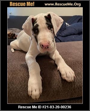 - Texas Great Dane Rescue - ADOPTIONS - Rescue Me!