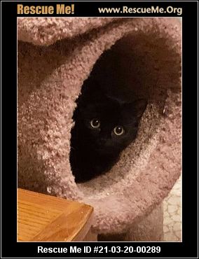 - Missouri Cat Rescue - ADOPTIONS - Rescue Me!