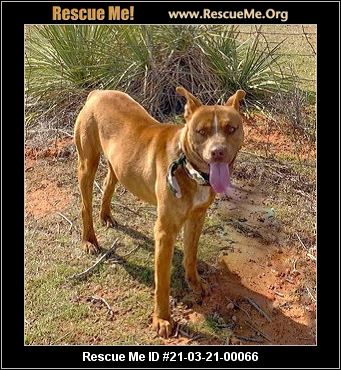 - Texas Mutt Rescue - ADOPTIONS - Rescue Me!
