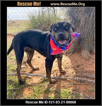 - Texas Mutt Rescue - ADOPTIONS - Rescue Me!