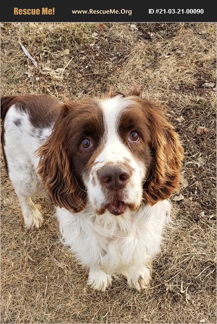 ADOPT 21032100090 ~ English Springer Spaniel Rescue ~ Minot, ND