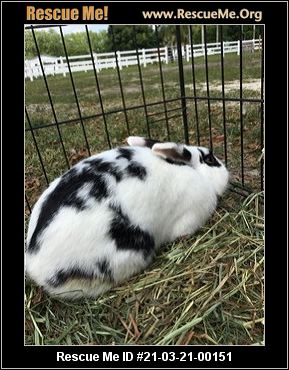 - Florida Rabbit Rescue - ADOPTIONS - Rescue Me!