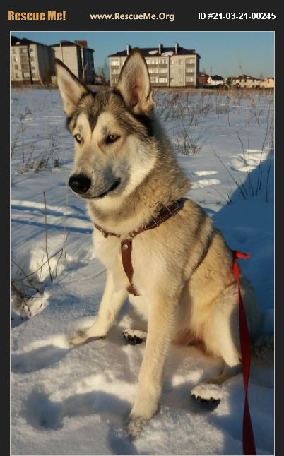 ADOPT 21032100245 ~ Alaskan Malamute Rescue ~ Essex County, MA